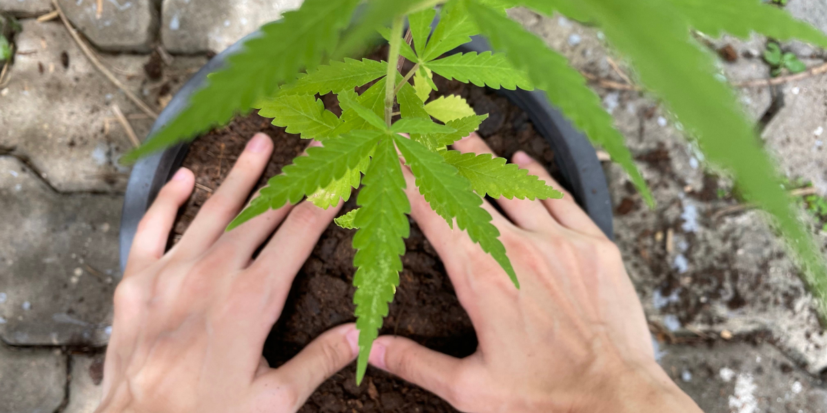 10 Cannabis Strains High in Humulene for Balance | Gold Canna