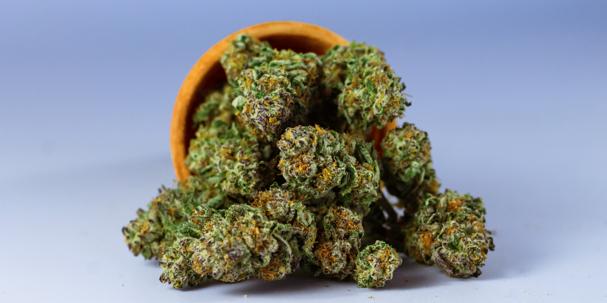 Hydro Weed | Gold Canna