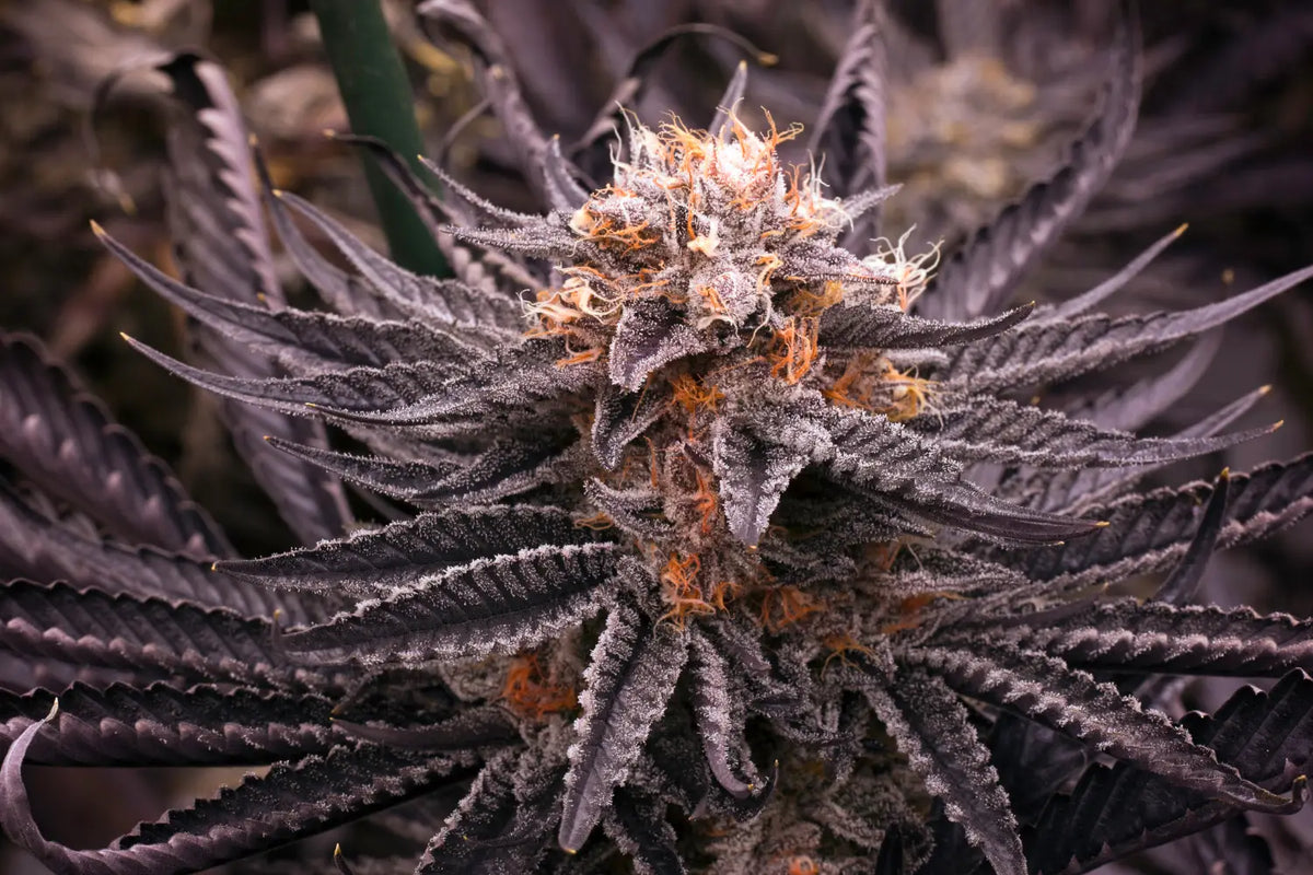 Purple Weed: Factors Affecting Marijuana Color | Gold Canna