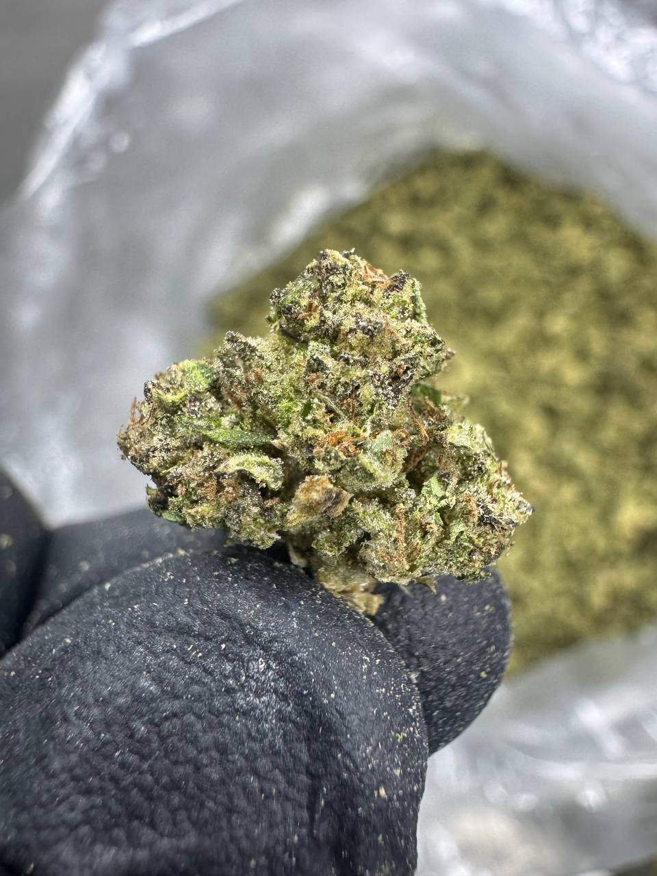 SFV OG - THCA BULK Flower - Greenhouse Smalls | Gold Canna
