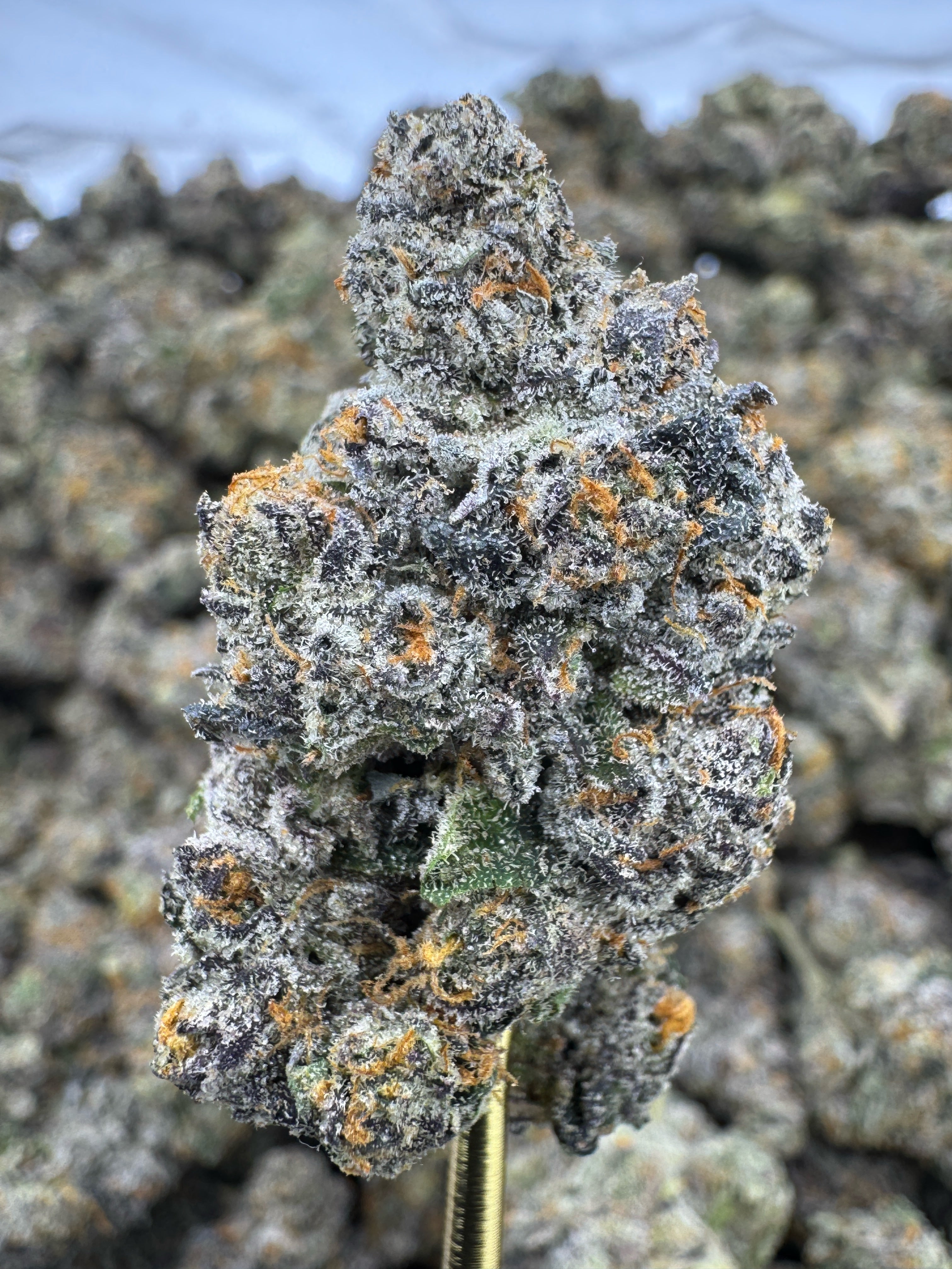 Blue Andeze - THCA BULK Flower - Indoor Exotic | Gold Canna