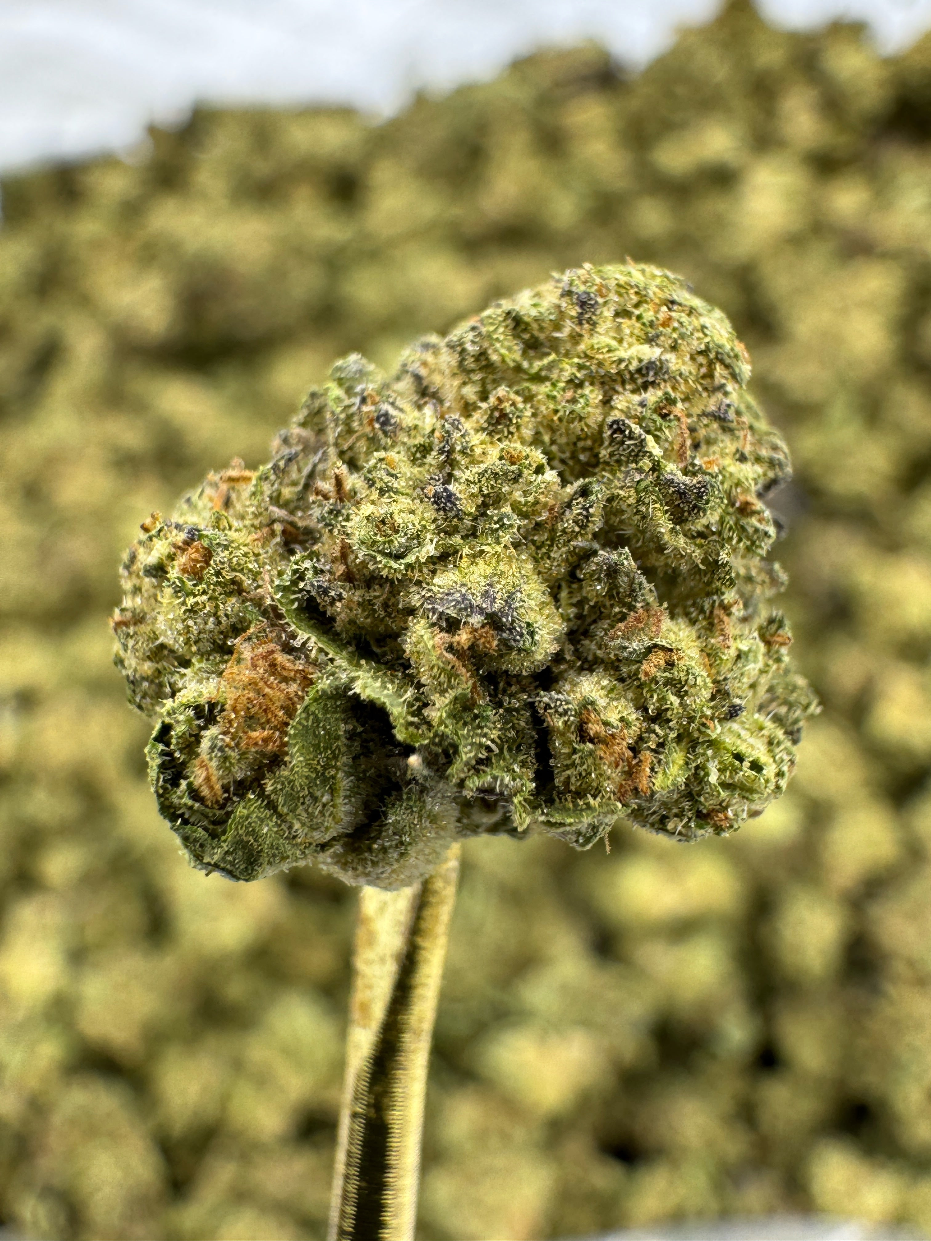 Rainbow Runtz - THCA Flower - Greenhouse Gold Nuggets | Gold Canna