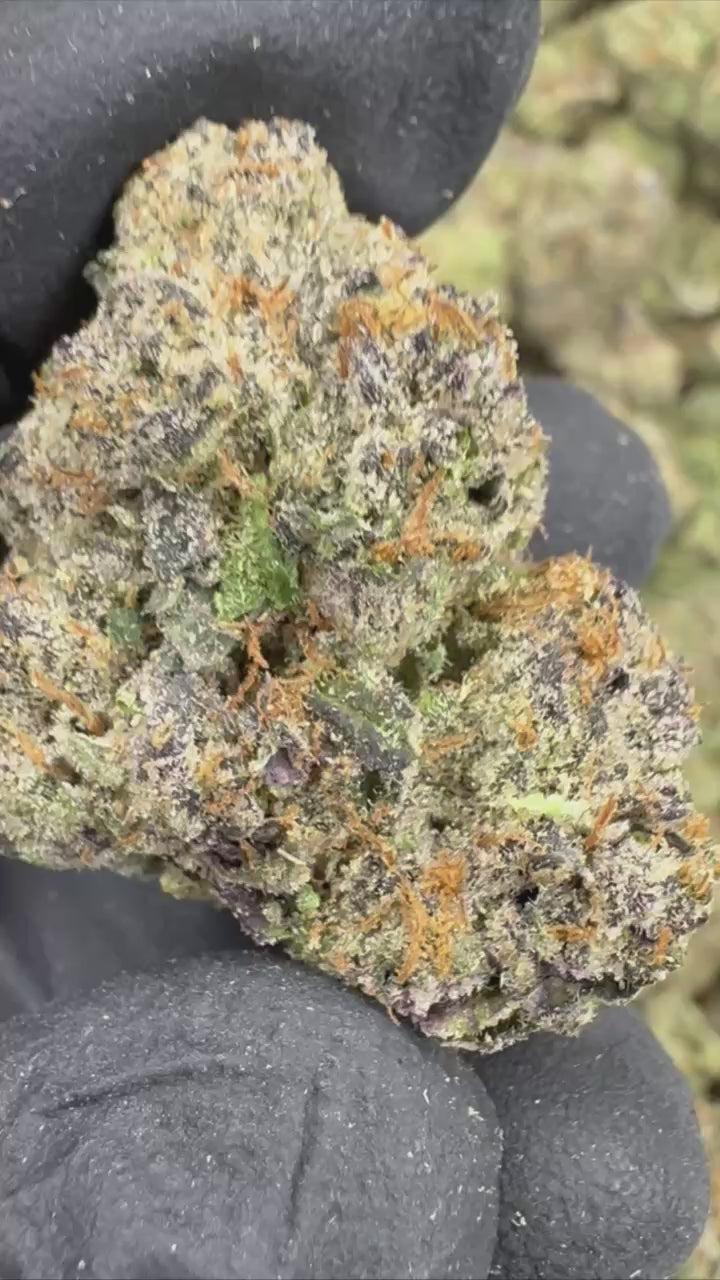 Gelato 47 - THCA BULK Flower - Indoor | Gold Canna