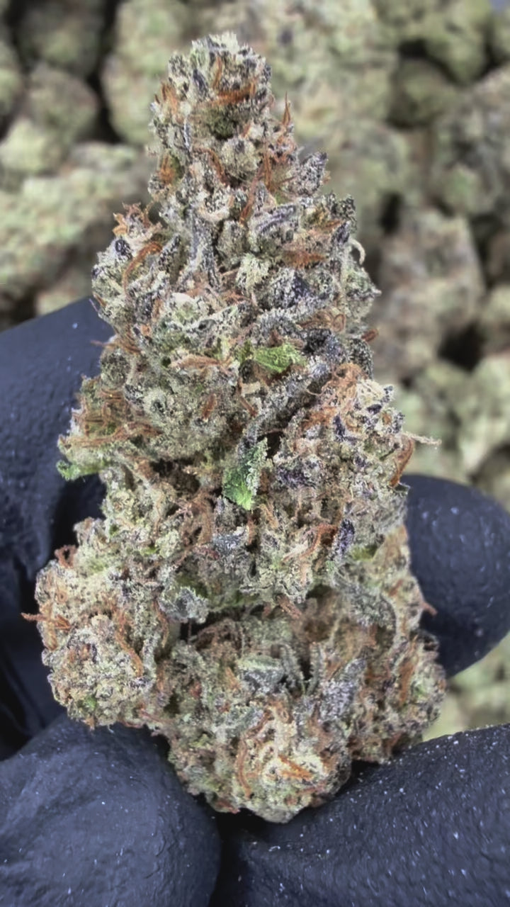 GovernMint Oasis - THCA FLOWER - AA INDOOR | Gold Canna